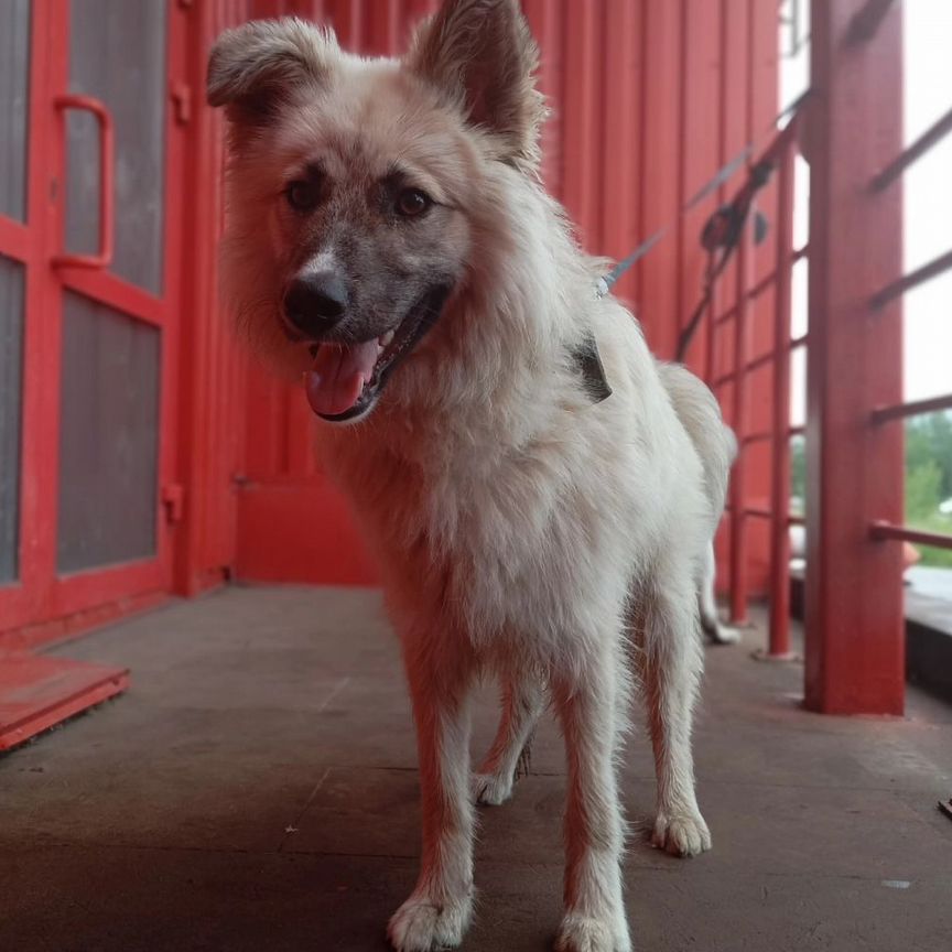 Взрослая собака в добрые руки