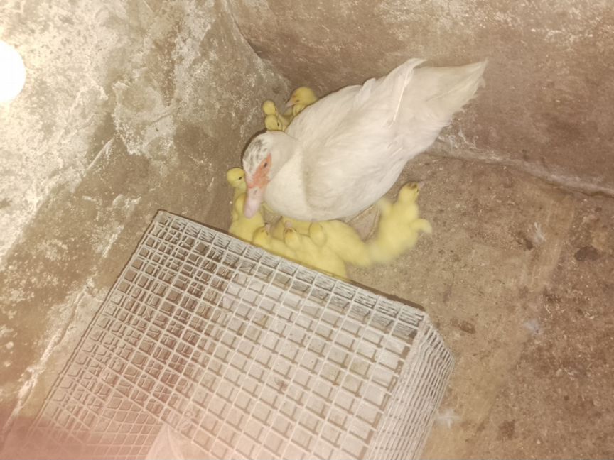 Утка с утятами