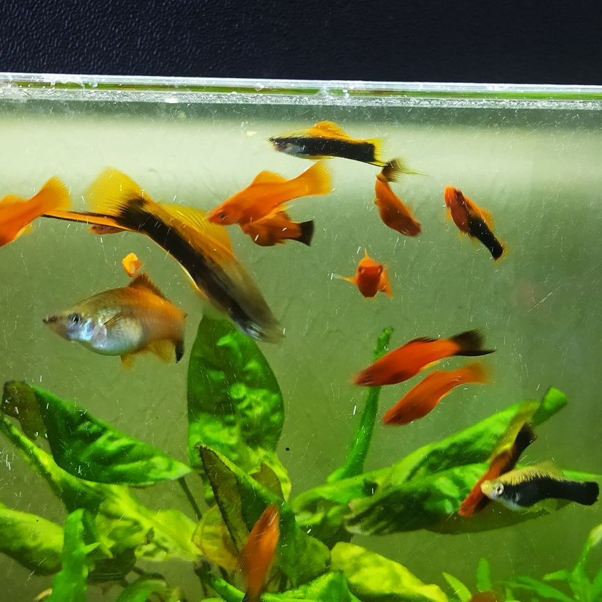 Меченосцы берлинские и кубинские