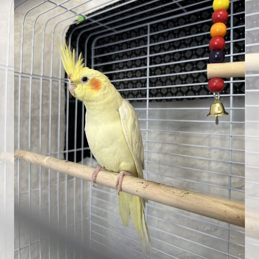 Попугай карелла с клеткой