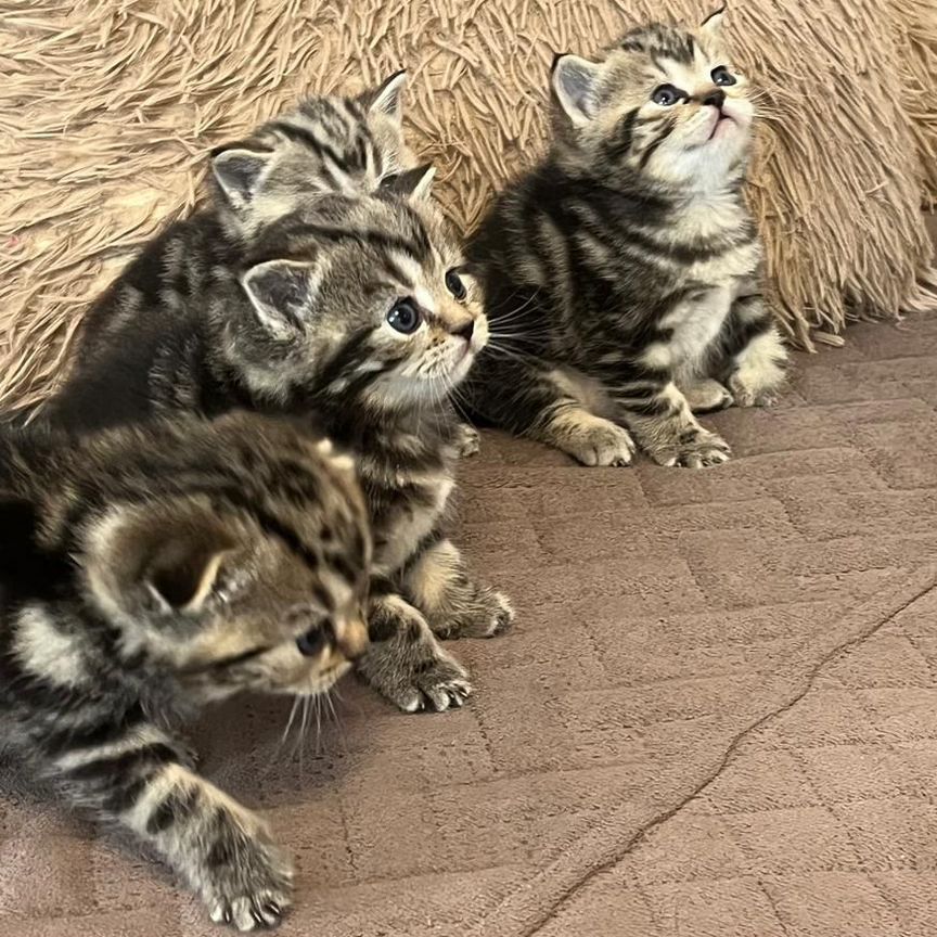 Шотландский прямоухий короткошёрстный котёнок