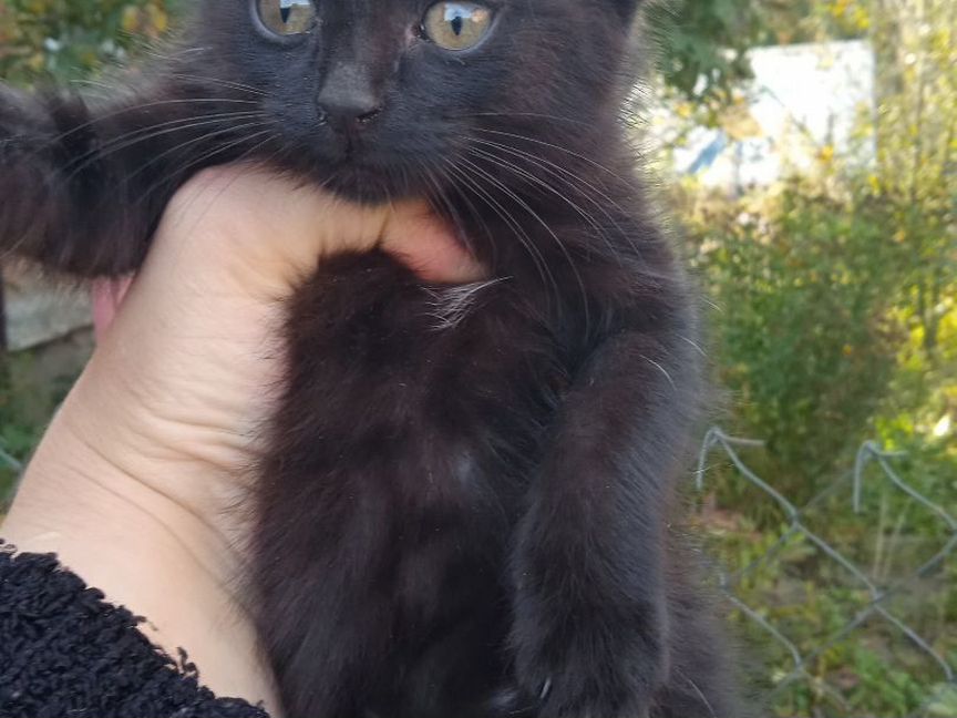 Котёнок бесплатно