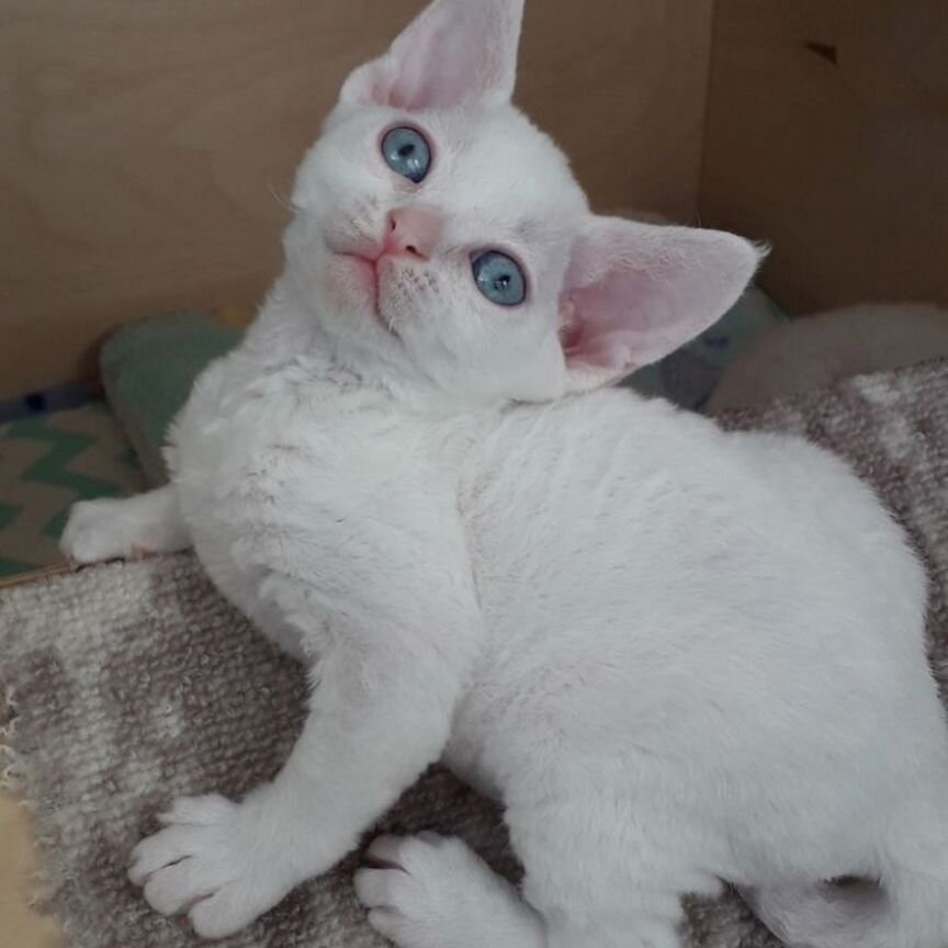 Девон-рекс девочка