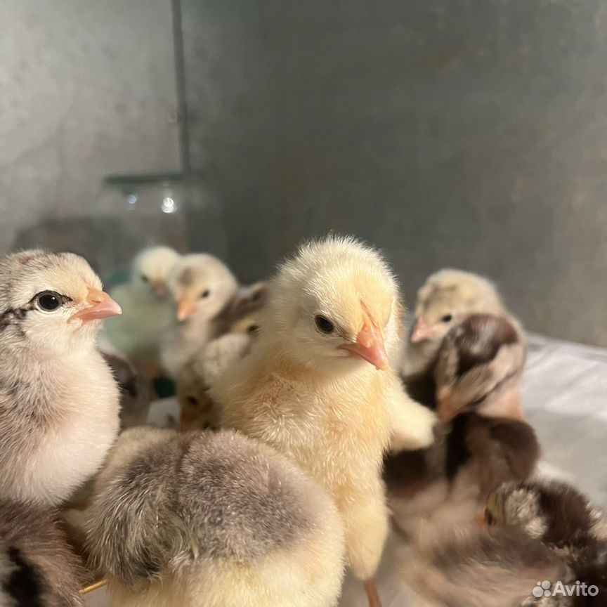 Цыплятки Борковская Барвистая, Загорская лососевая