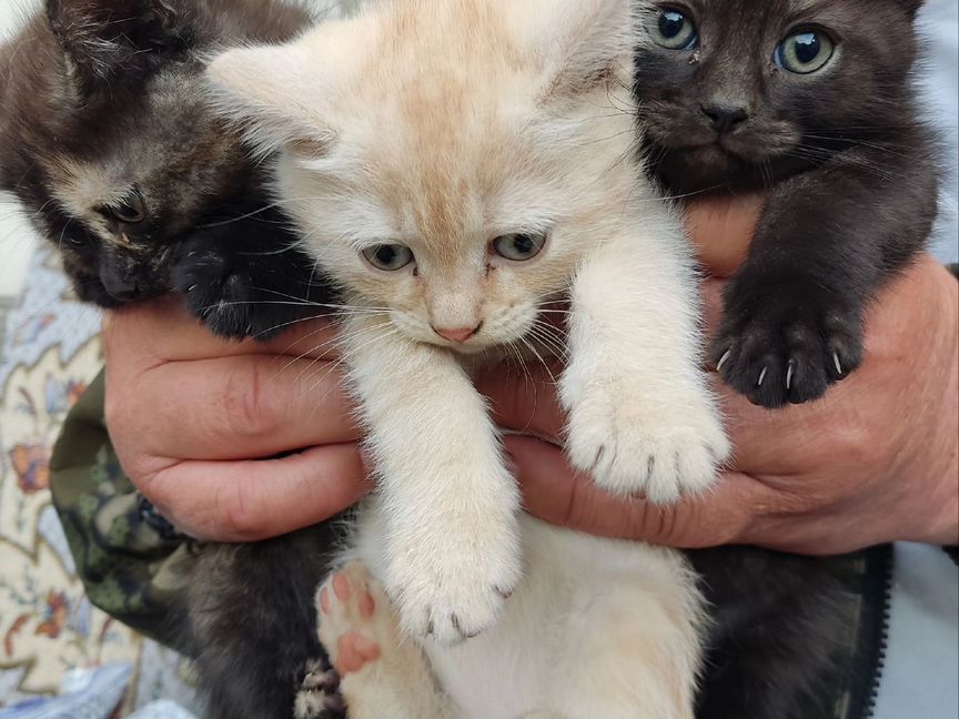 Котята в добрые руки, бесплатно, породистые