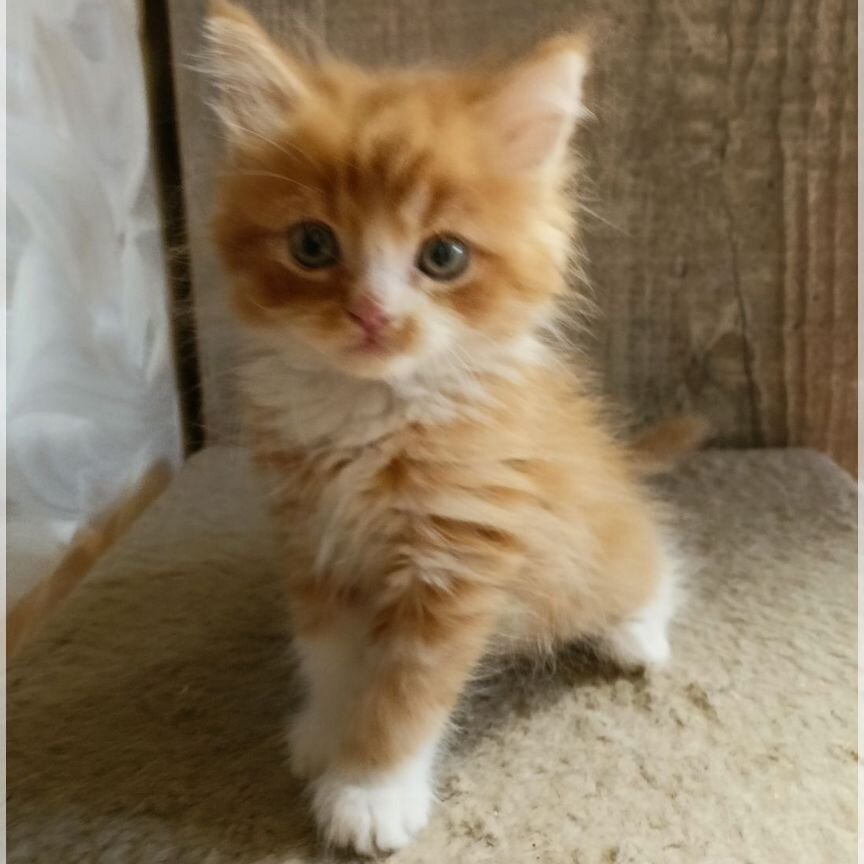 Мейн-кун котёнок
