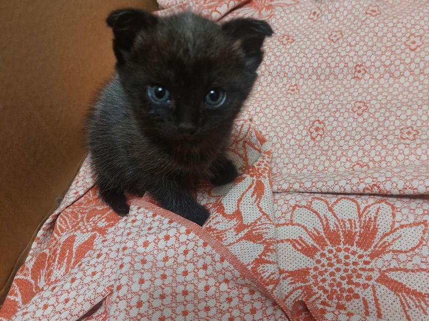 Котята