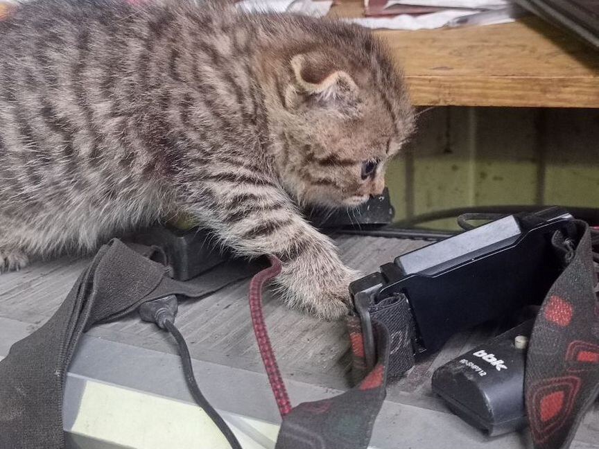 Котёнок веслаухий