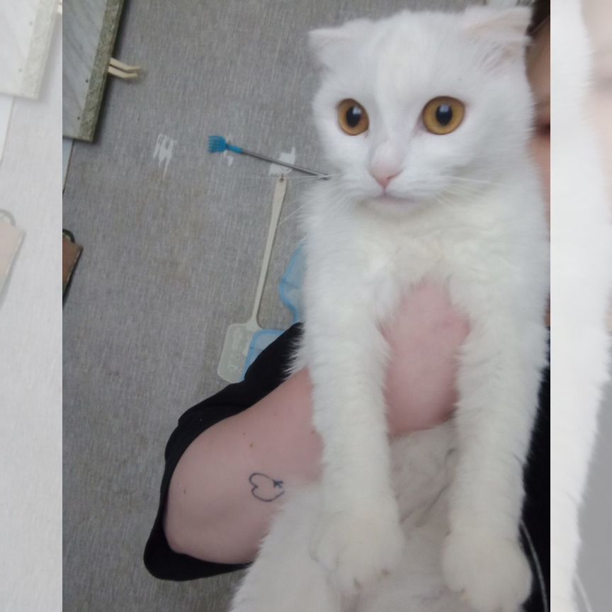 Взрослая, Девочка кошка в добрые руки