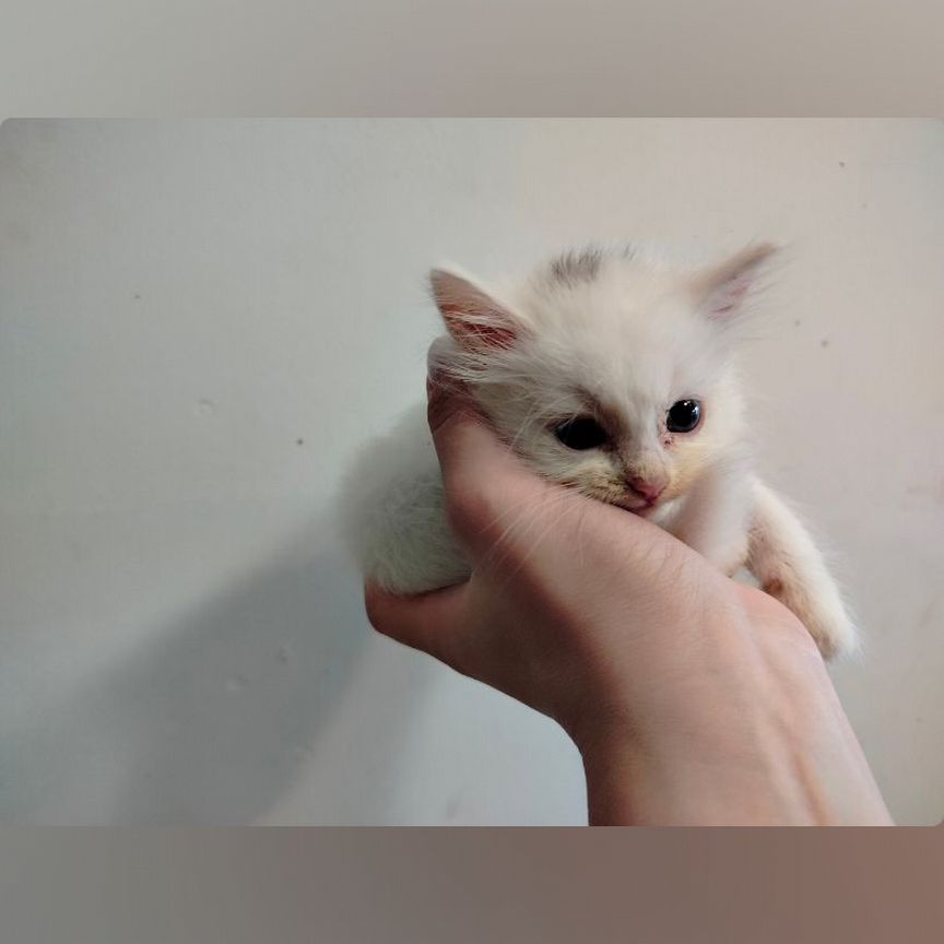 Котята