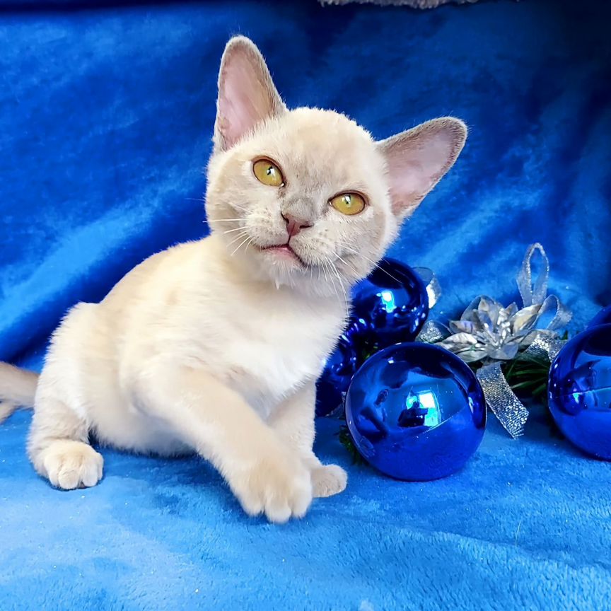 Лиловая принцеса