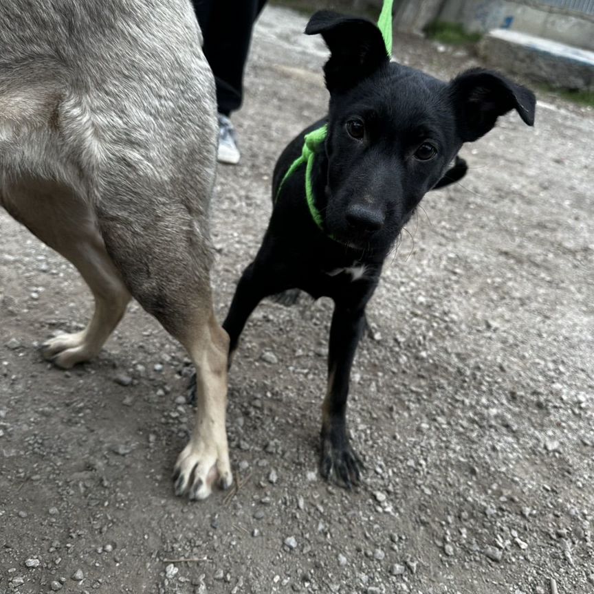 Смесь тойки