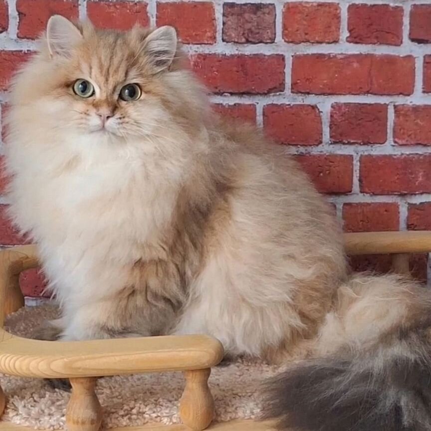 Британский длинношёрстный котёнок
