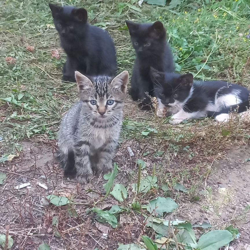 Отдам в добрые руки