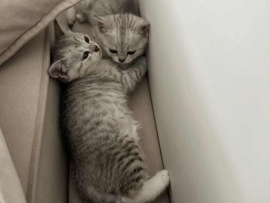 Британская серебристая шиншилла. Котята