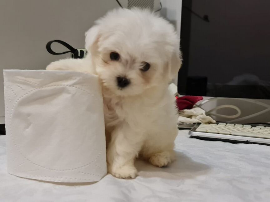 Мальтипу Ф1 микро мальчик эксклюзив Корея