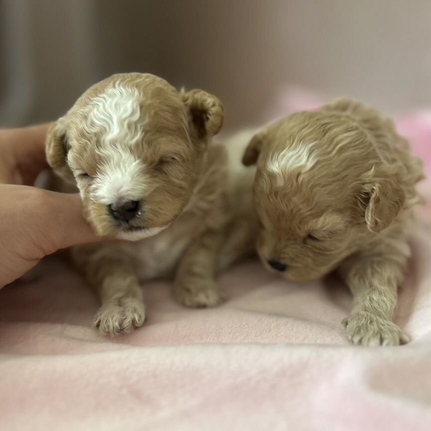 Мальтипу, щенок