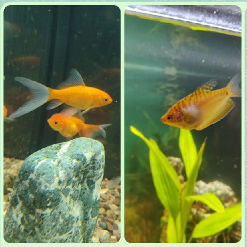 Гурами золотая и Комета красную отдаю