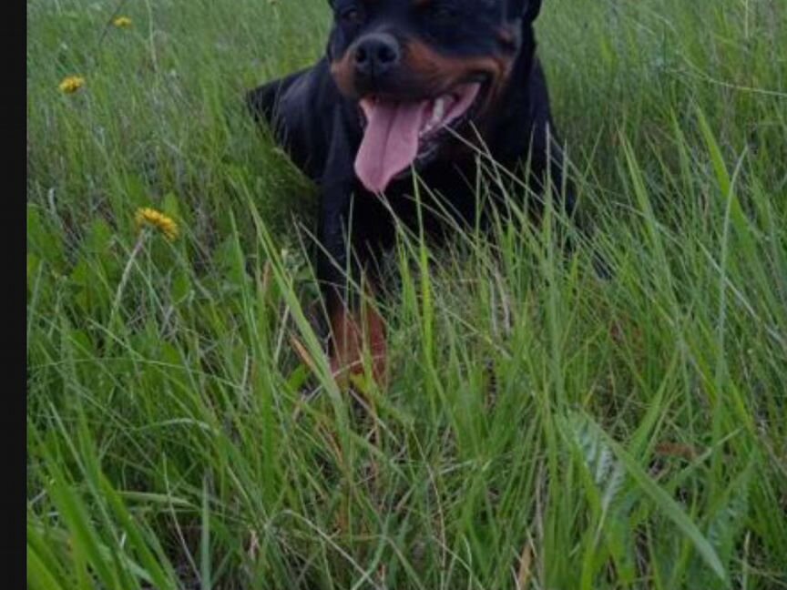 Ротвейлер щенки чистокровные