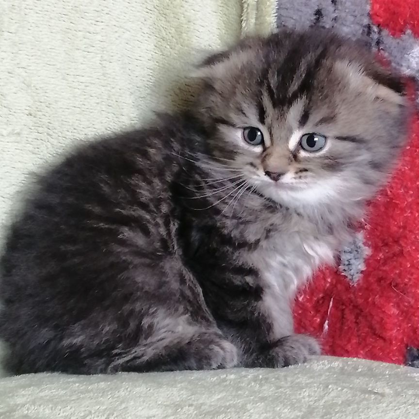 Шотландские вислоухие котята