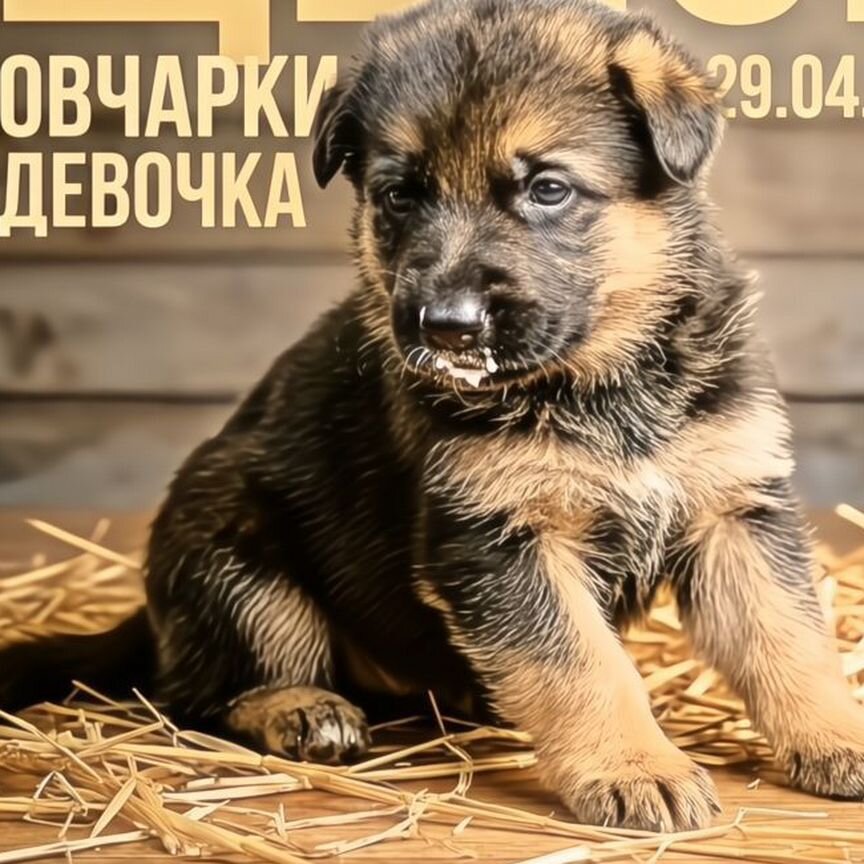 Немецкая овчарка, щенок