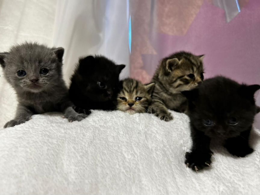 Британские котята