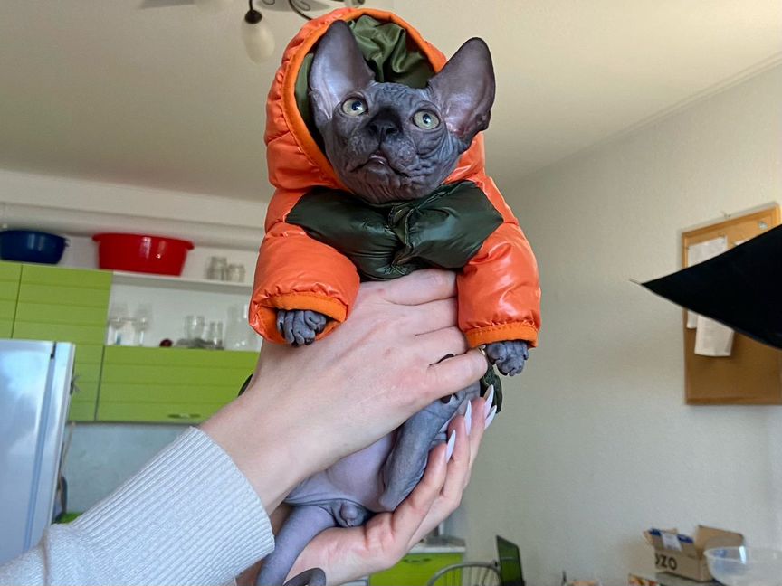 Канадский сфинкс бамбино котенок