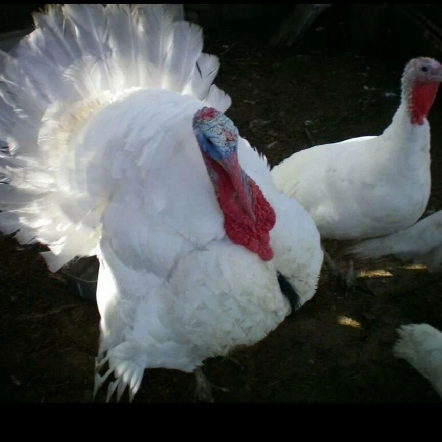 Индюк и индюшка