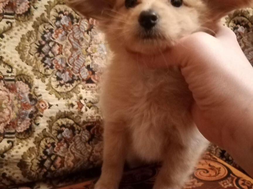 Эксклюзивная огненная красотка