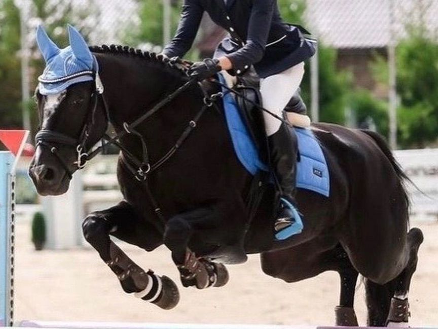 Вальтрап конкурный