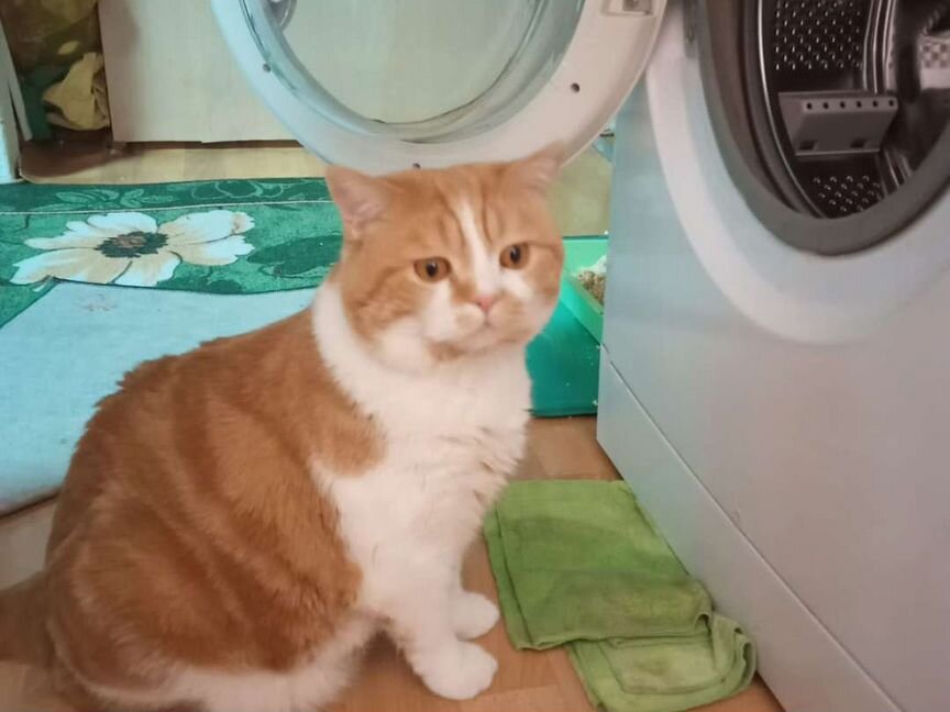 Британский кот вязка