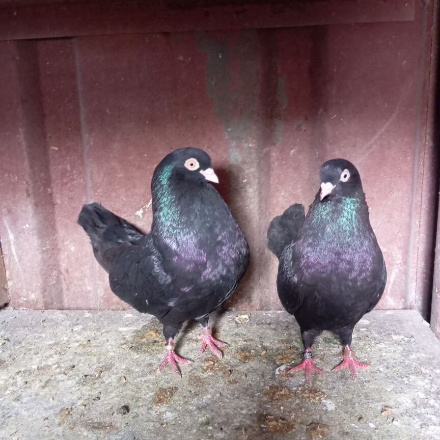 Голубь Чёрные ижевские