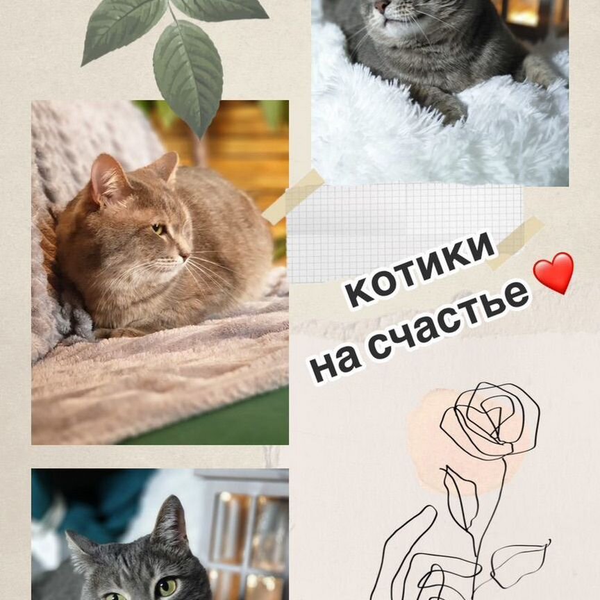 Роскошный кот из приюта