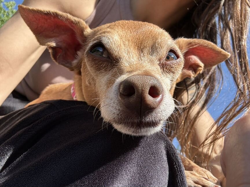 Русский тойчик ищет добрые руки