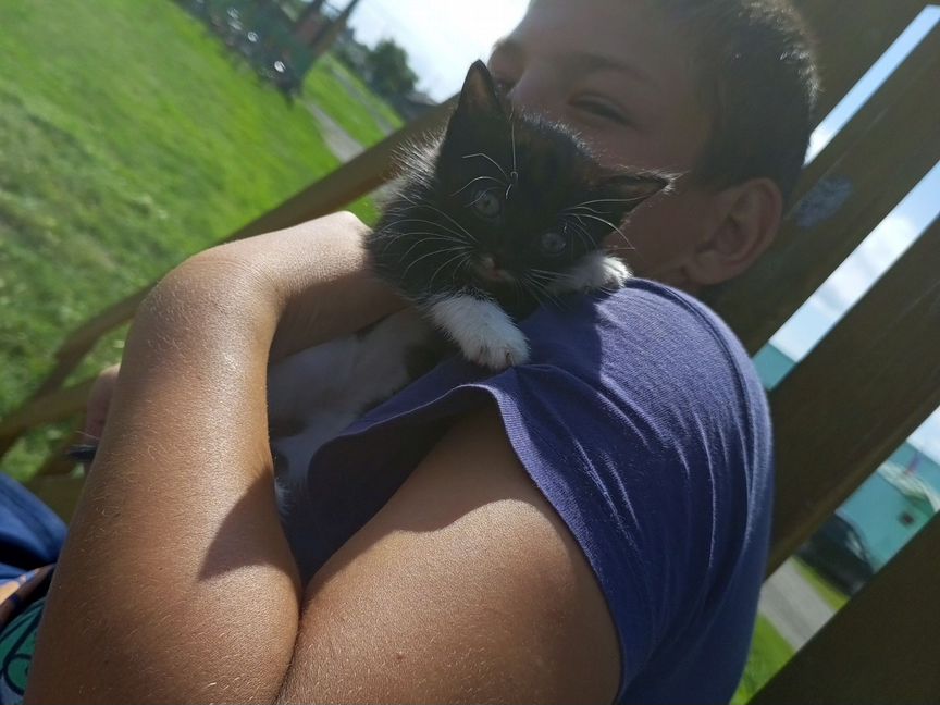 Котята в добрые руки бесплатно