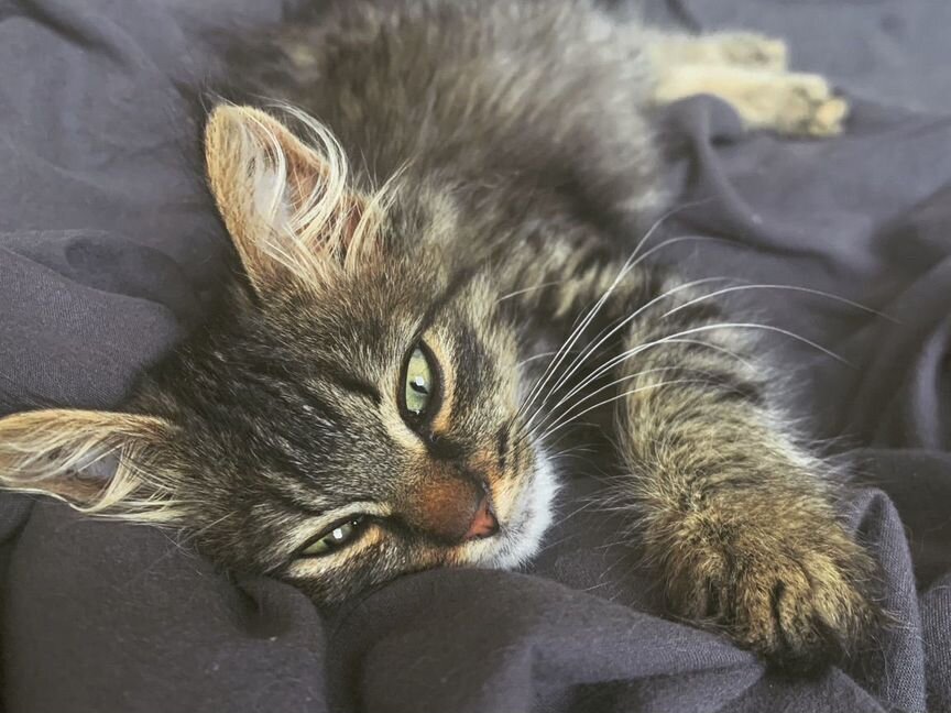 Котенок в добрые руки