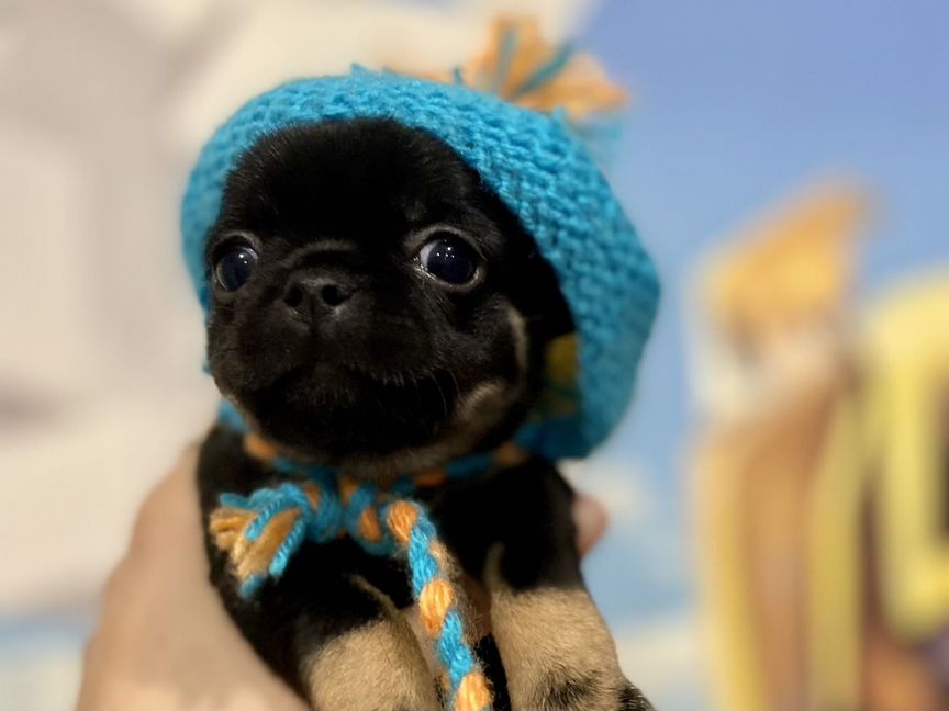 Чихуахуа курносики под резерв