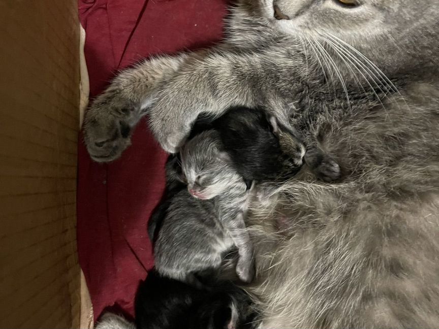 Котята в добрые руки