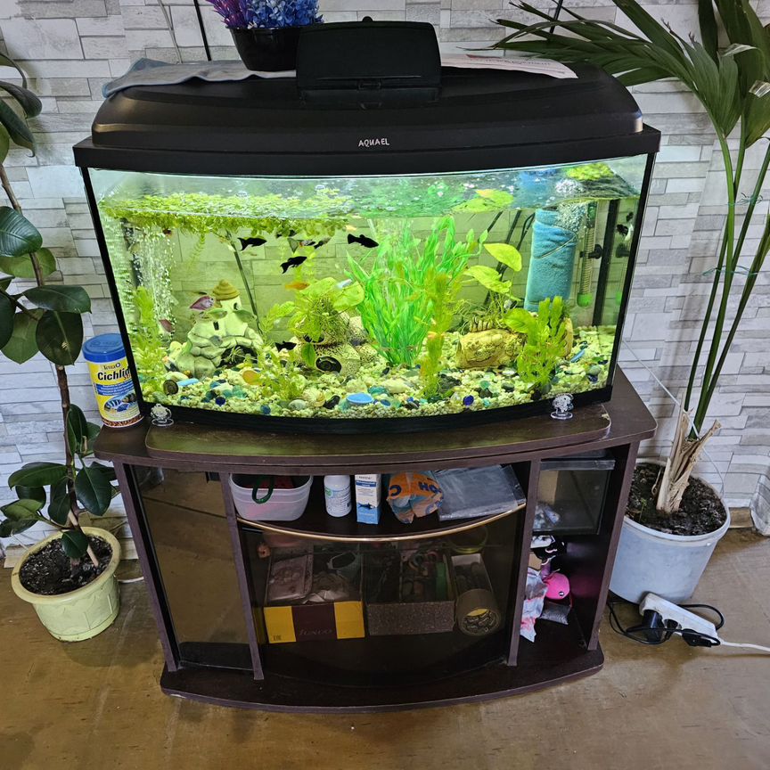 Аквариум с рыбками 200л