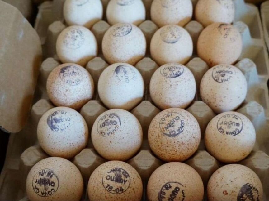 Инкубационное яйцо