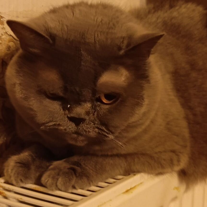 Британская короткошёрстная, взрослая кошка
