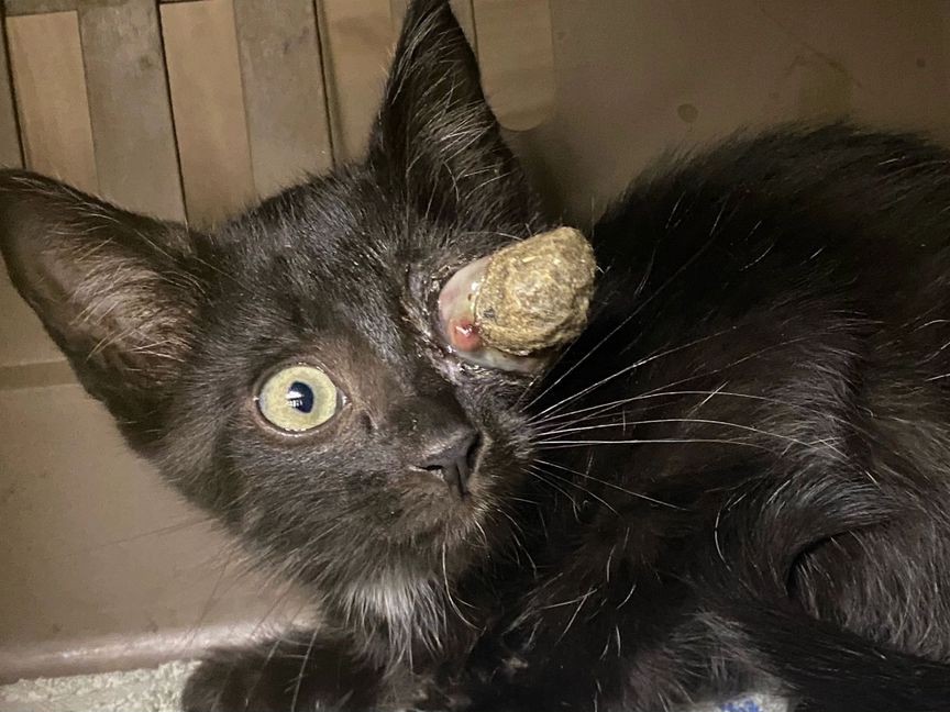 Особенный котенок без глазика нужна помощь и дом