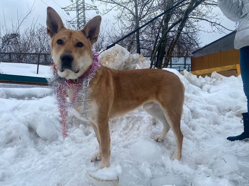 Бывшедомашний Шнапс. Собака из приюта Некрасовка