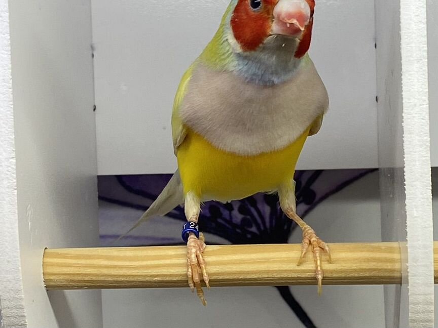 Амадина гульда самец 6 мес