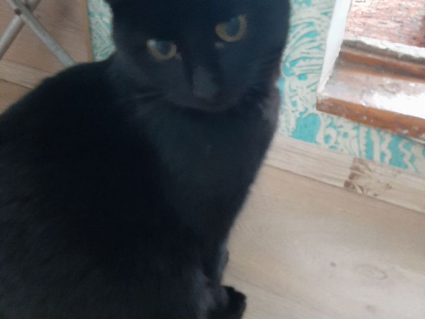 Кошка в дар