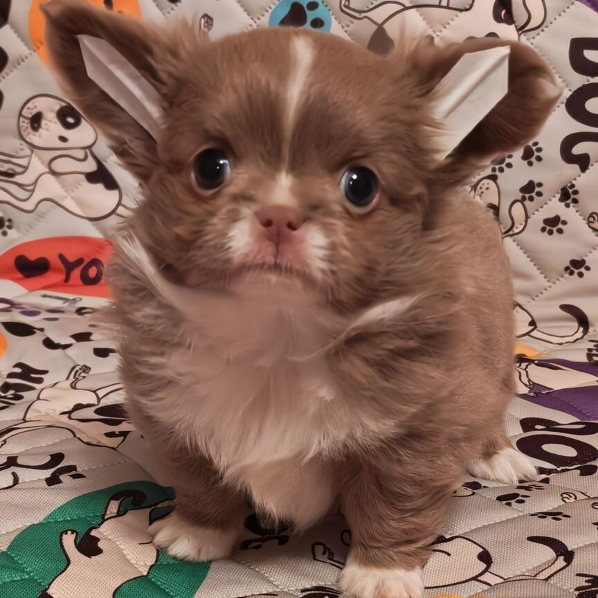 Чихуахуа, щенок