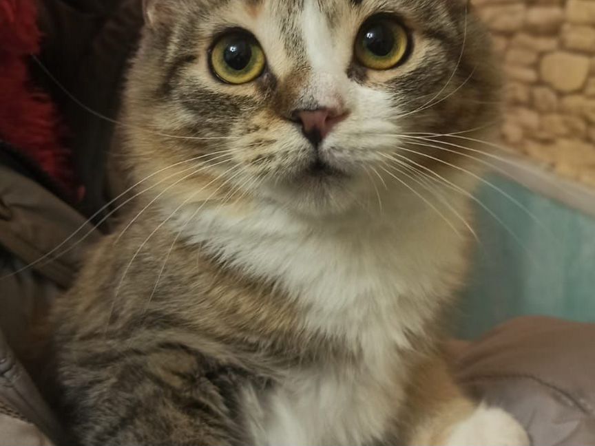 Ручная милая кошечка, 6 месяцев