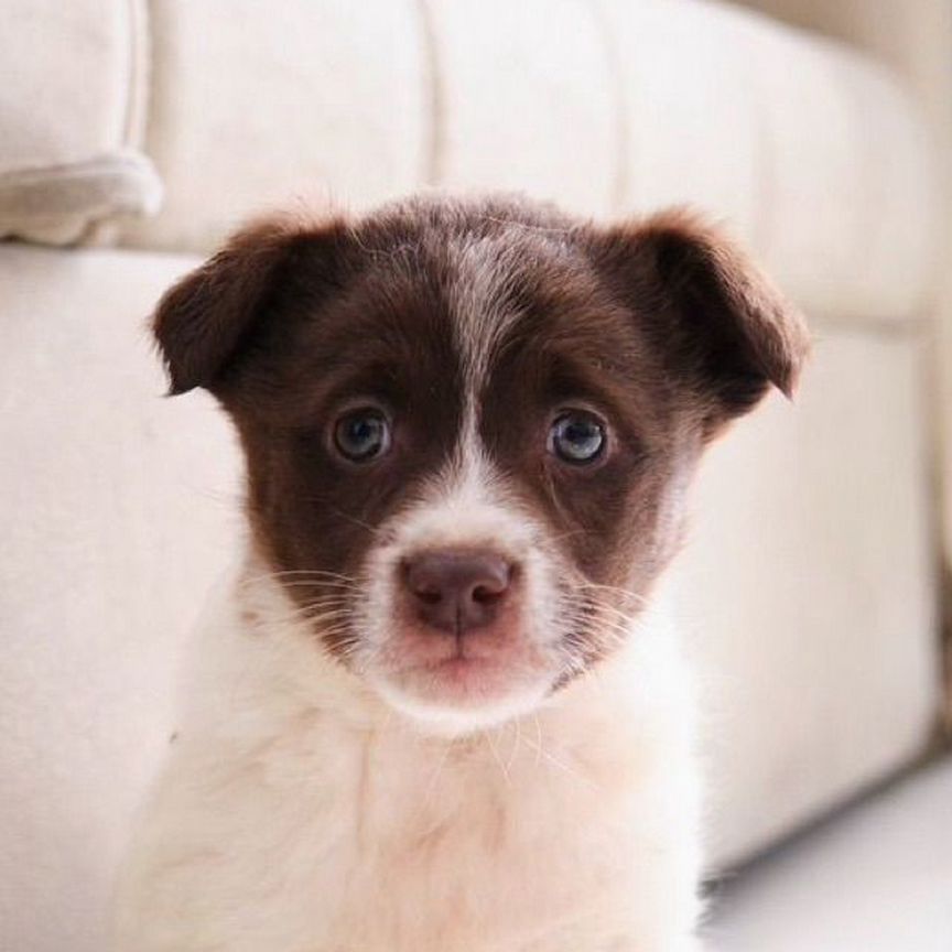 Щенок в добрые руки