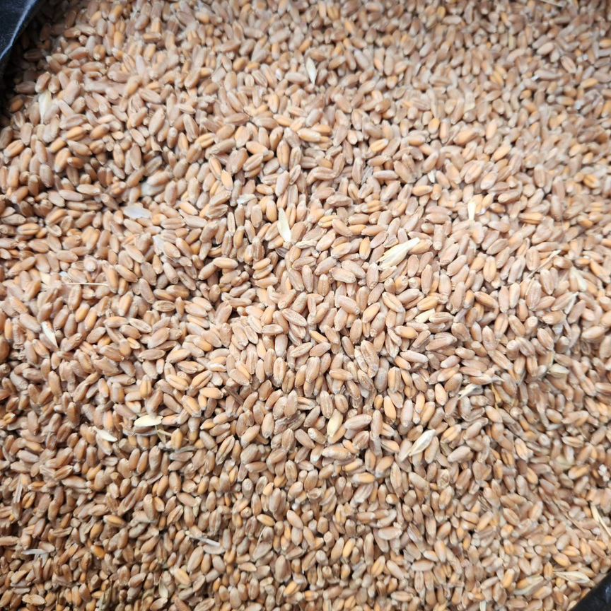 Пшеница фуражная