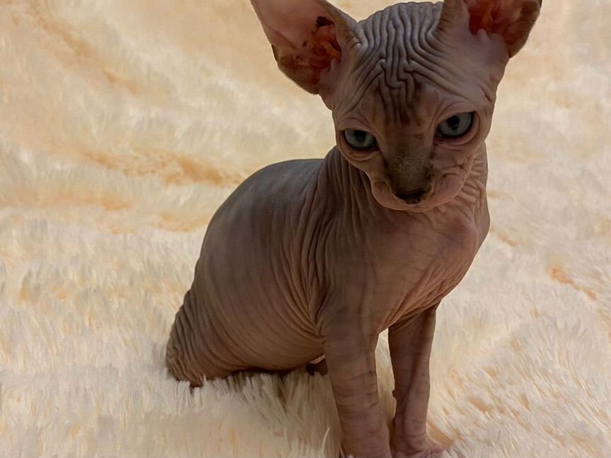 Канадский сфинкс